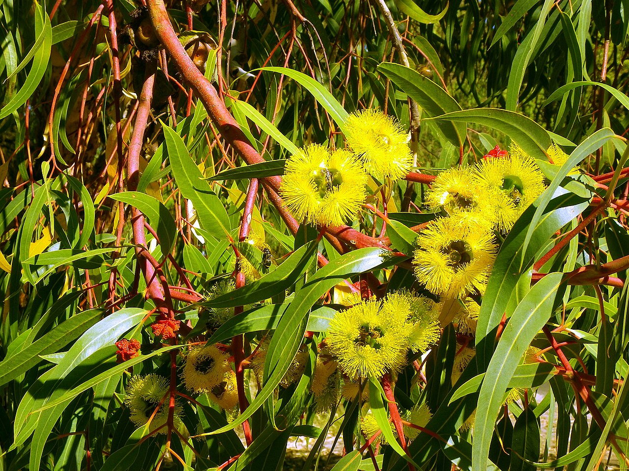 Eucalyptus erythrocorys – Illyarrie / Red-capped Gum | Reforest Bush ...