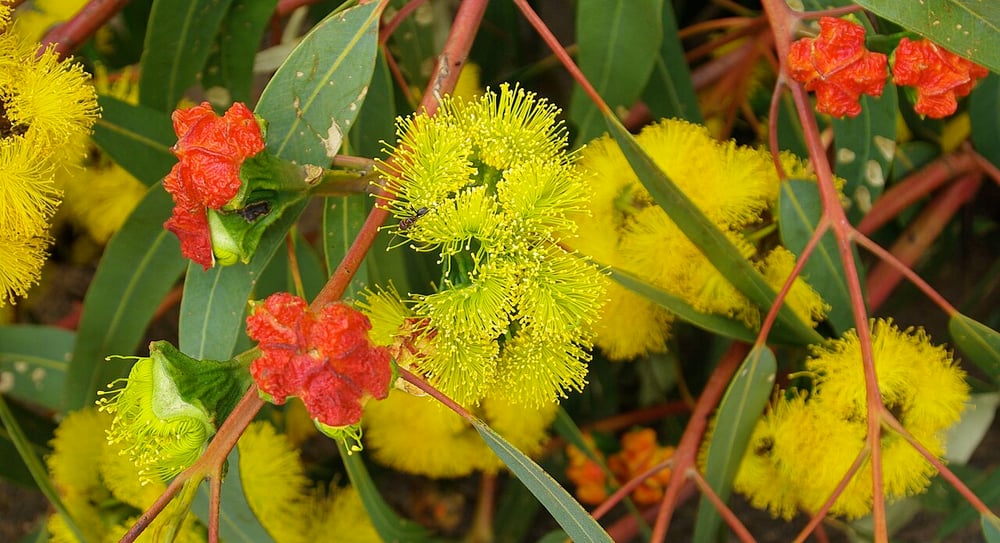 Eucalyptus erythrocorys – Illyarrie / Red-capped Gum | Reforest Bush ...