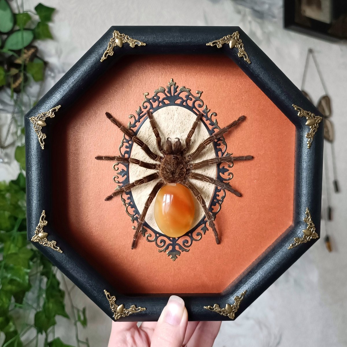Framed Tarantula with Agate Abdomen | Tarantulabox