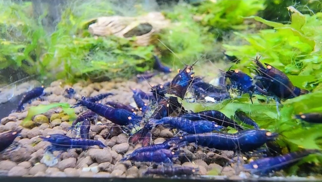 Orange Eye Blue Devil | Refined Aquaria