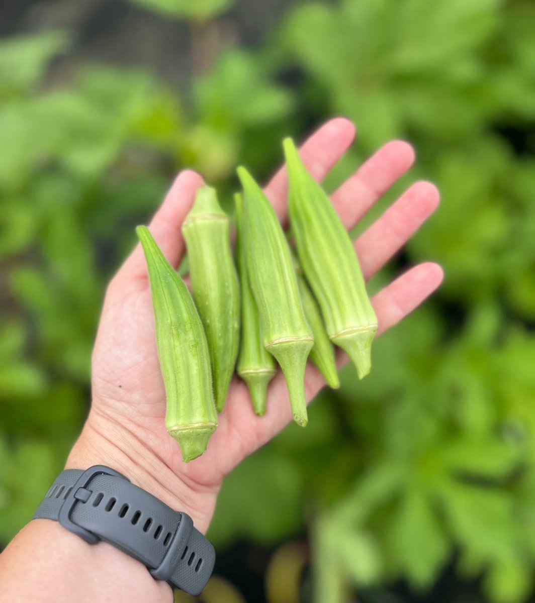 Fresh Cut Okra | Compton Farms
