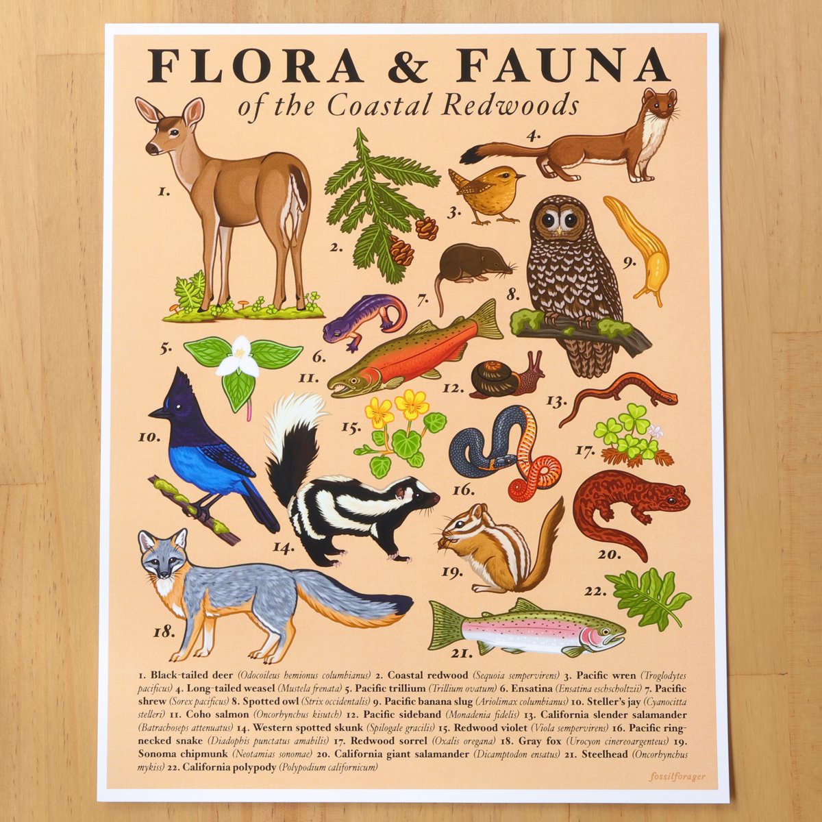 Flora & Fauna of the Coastal Redwoods Print | fossilforager