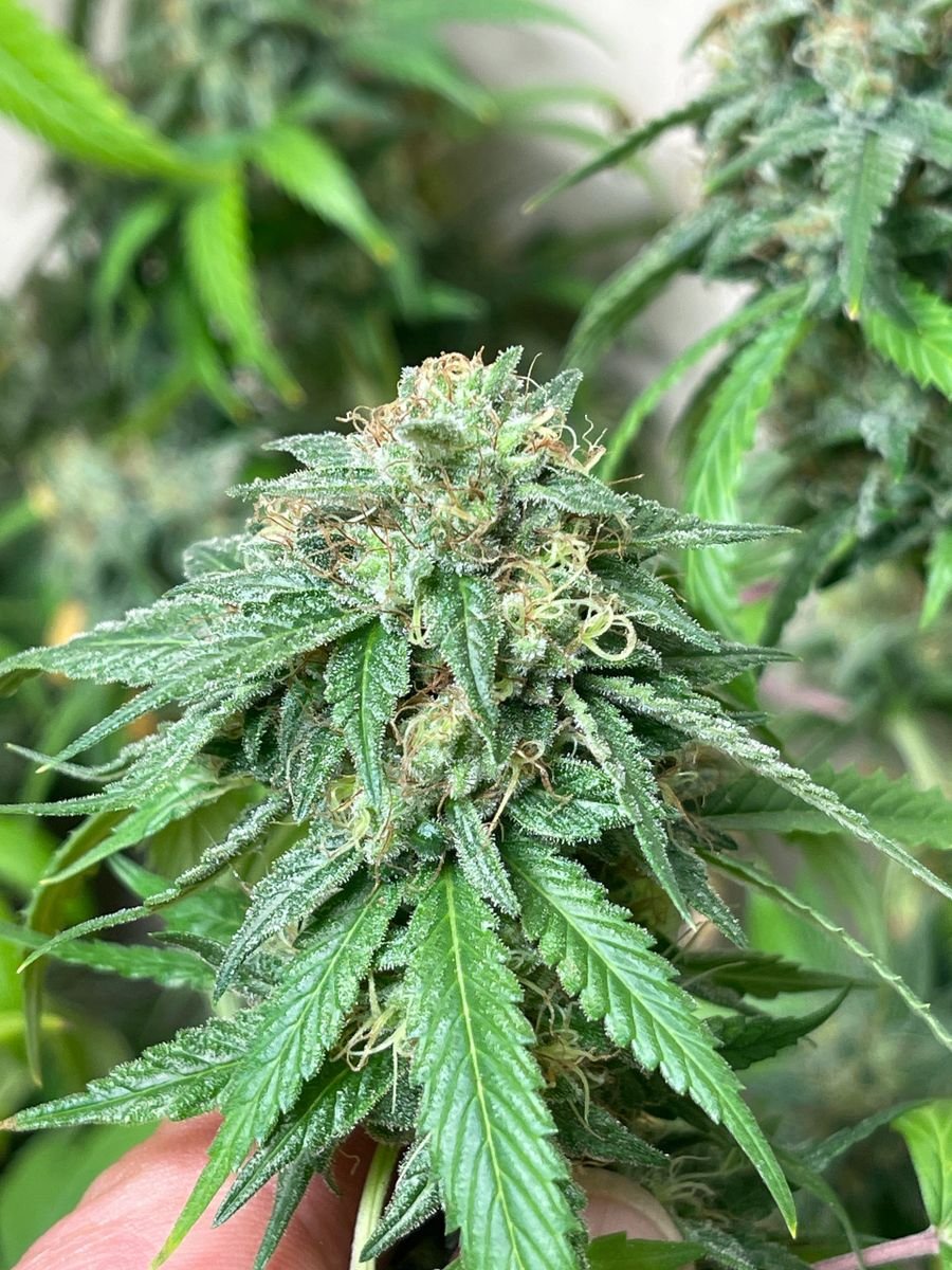 MOG Seed's ~ Skunk Berry | Tree Line Seeds