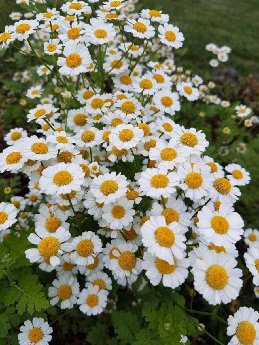 Feverfew ( Tanacetum parthenium ) 1L Container | The Mystics Garden
