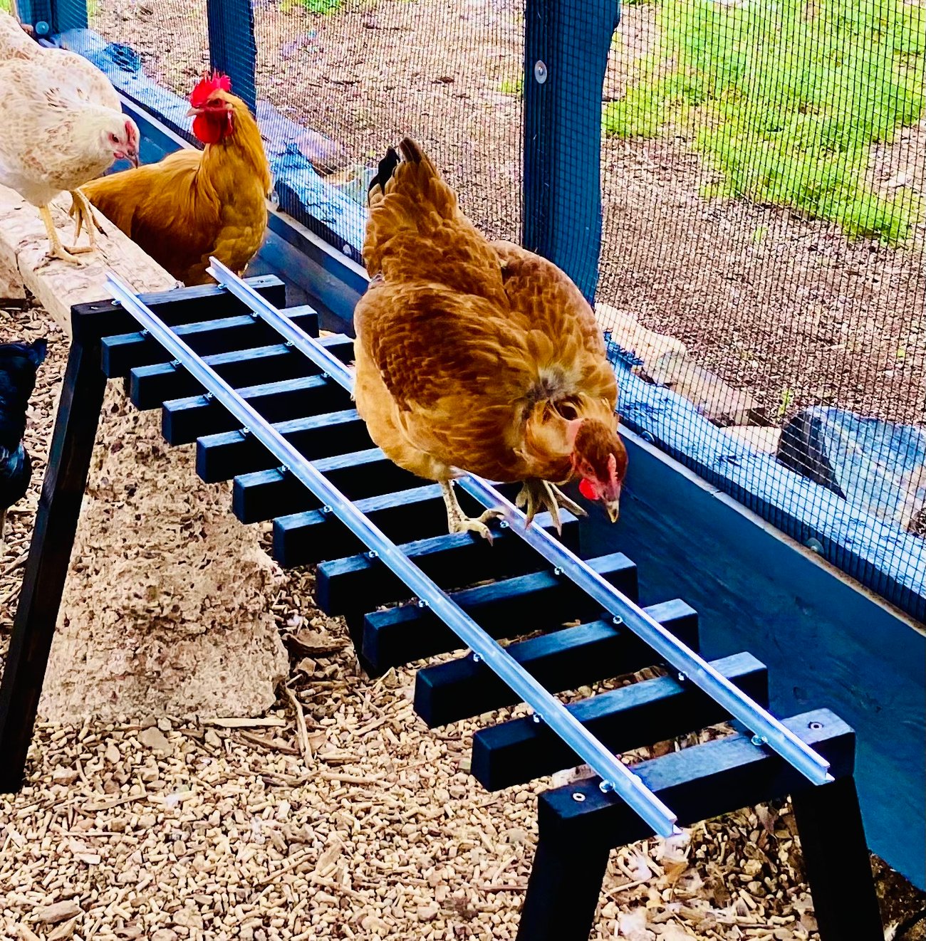 Chicken Tracks