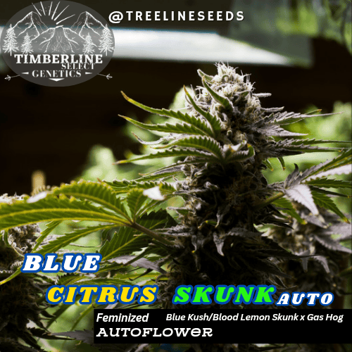 Timberline Select ~ Blue Citrus Skunk Auto | Tree Line Seeds
