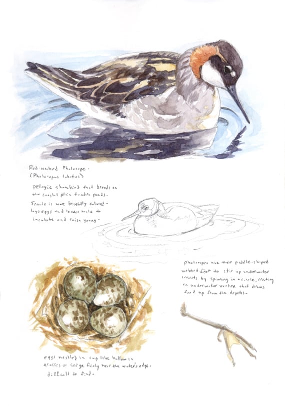 Arctic Refuge Red-necked Phalarope field sketch print / Coyote Graphics