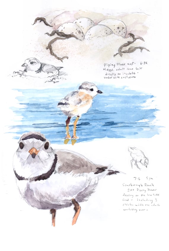 Piping Plover field sketch print / Coyote Graphics