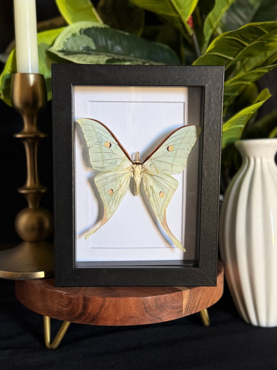 LUNA MOTH FRAME | Muh.Kaa.Bruh