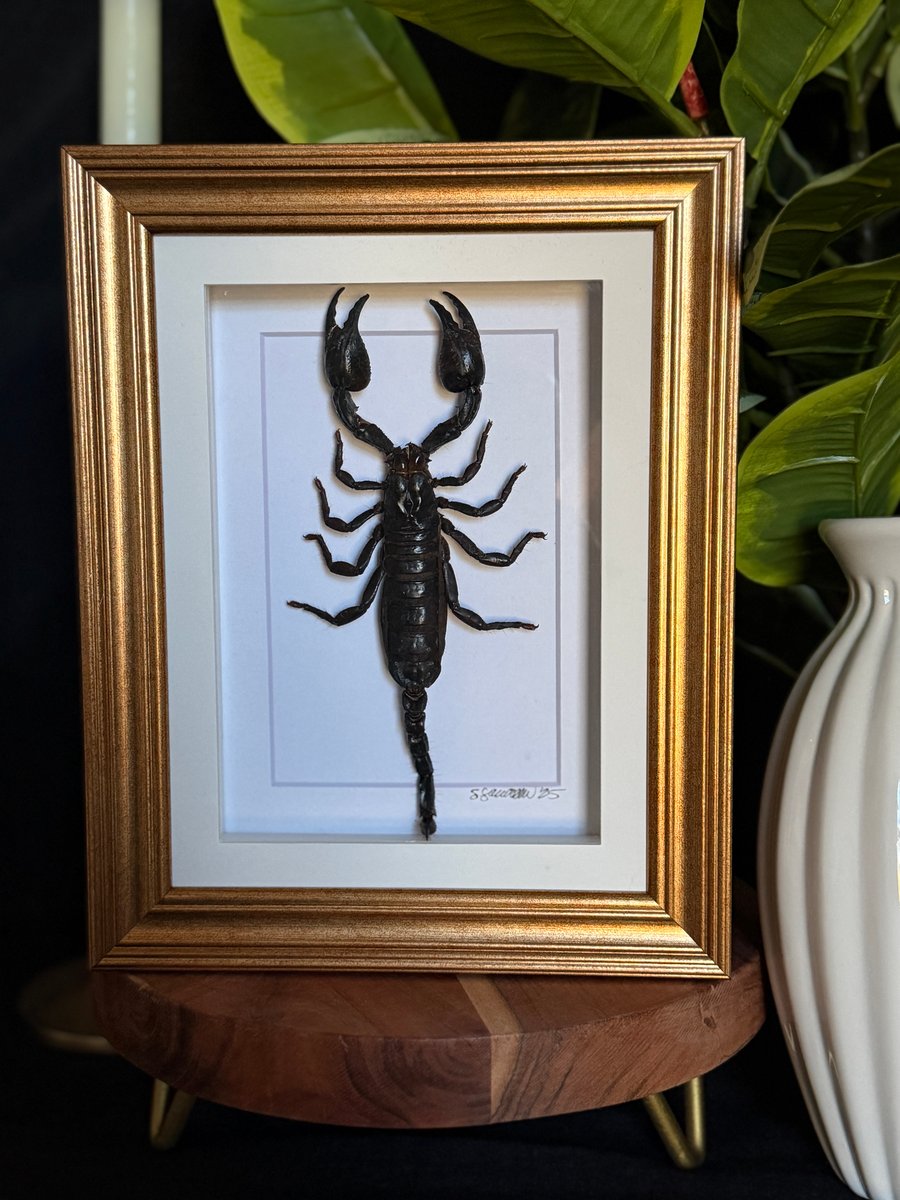 SCORPION FRAME - GOLD | Muh.Kaa.Bruh