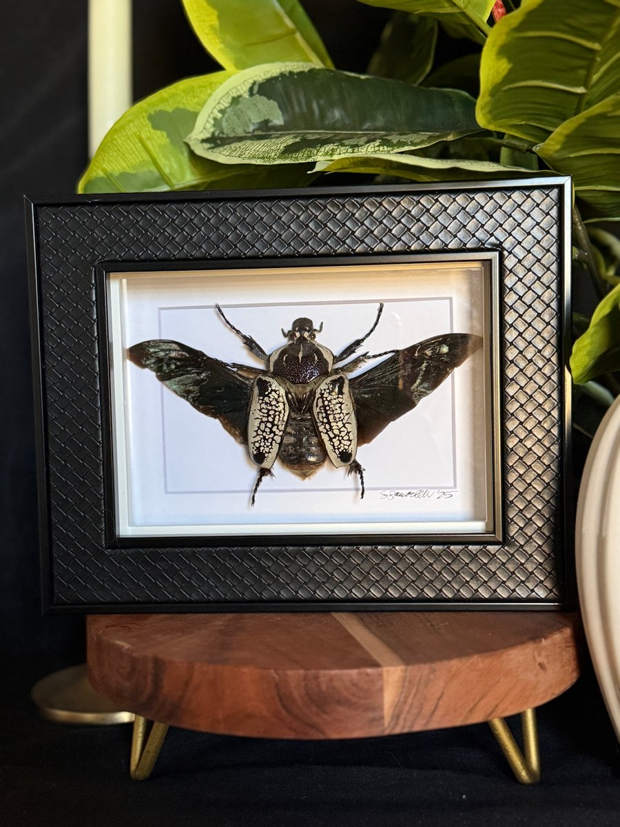 GOLIATH BEETLE FRAME - WOVEN BLACK | Muh.Kaa.Bruh