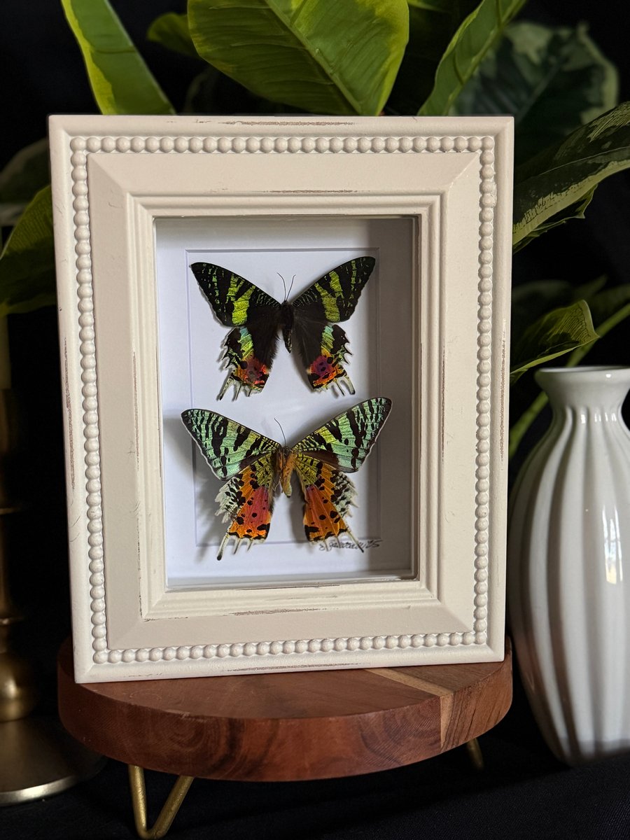 MADAGASCAN SUNSET MOTH DUO - boho white | Muh.Kaa.Bruh