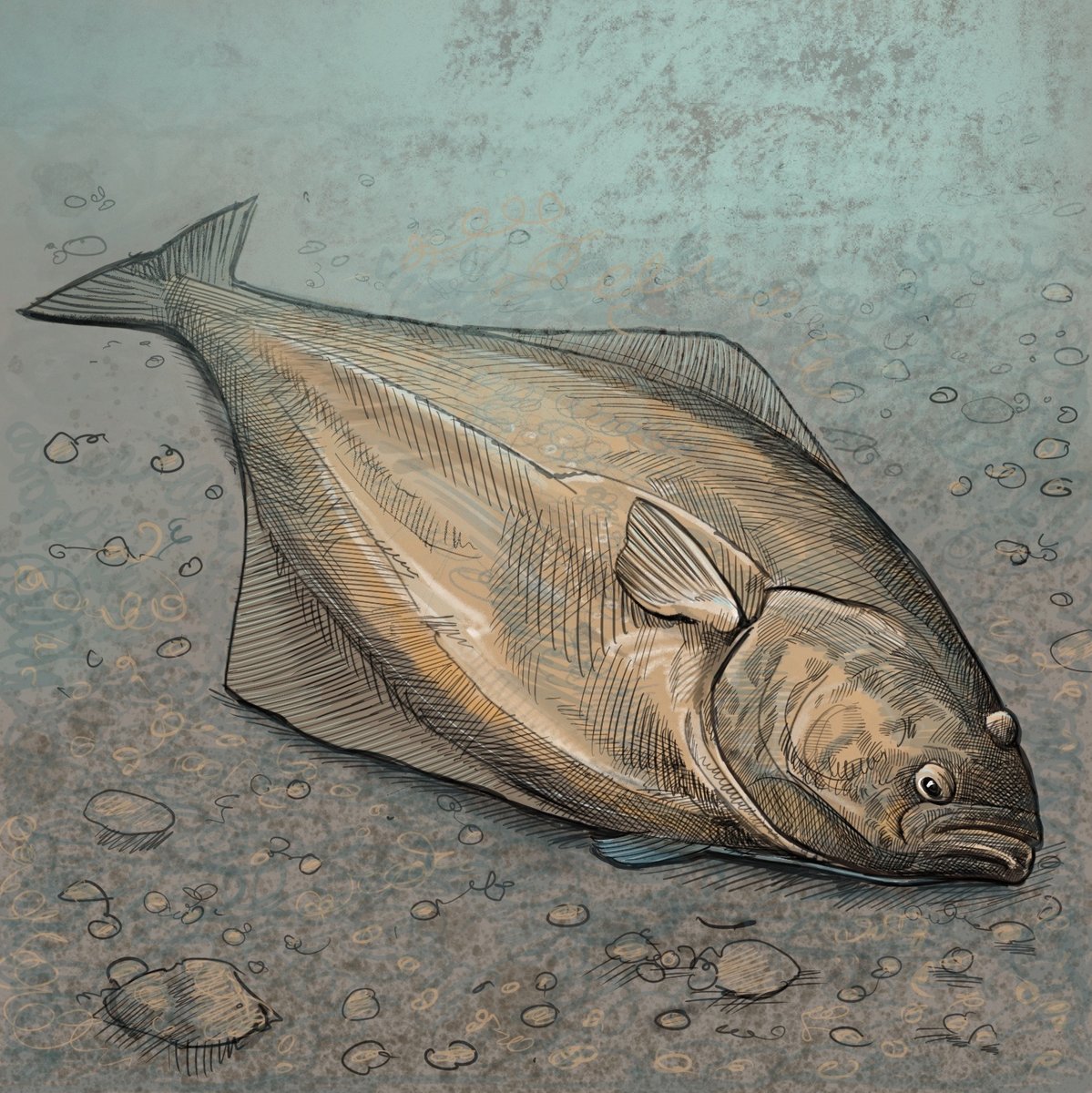 Pacific Halibut #2 8" X 8" | The Scow