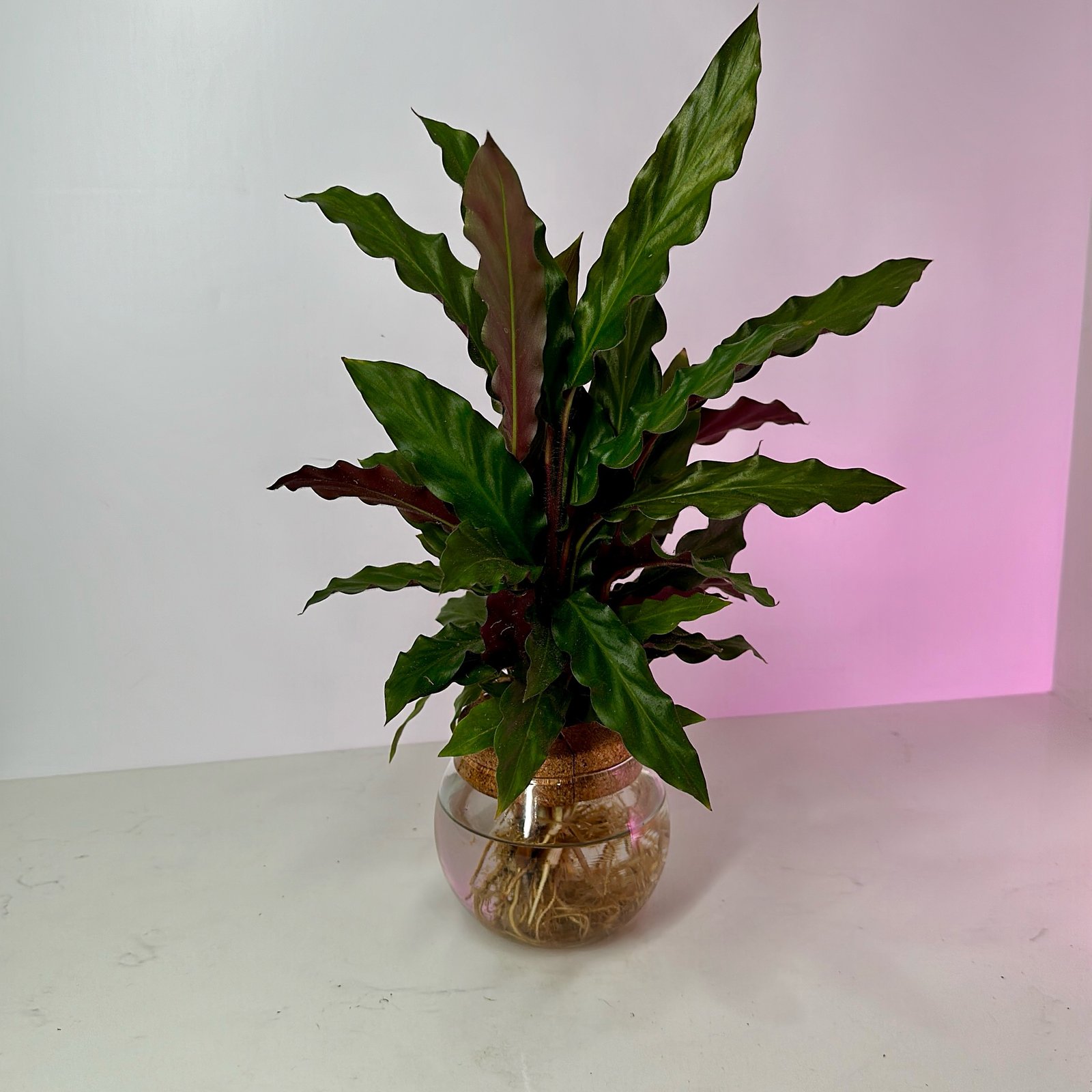 Calathea Rufibarba 4”inch Propagation Glass Bowl | Garden of Life Nursery