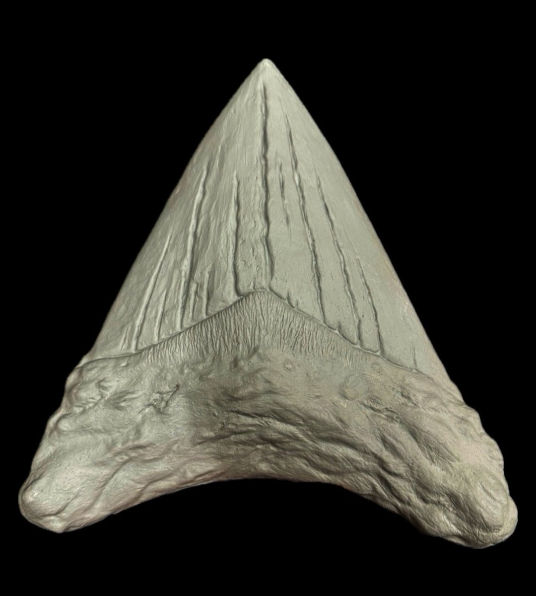 Megalodon Cryptid Tooth | dvlstudio