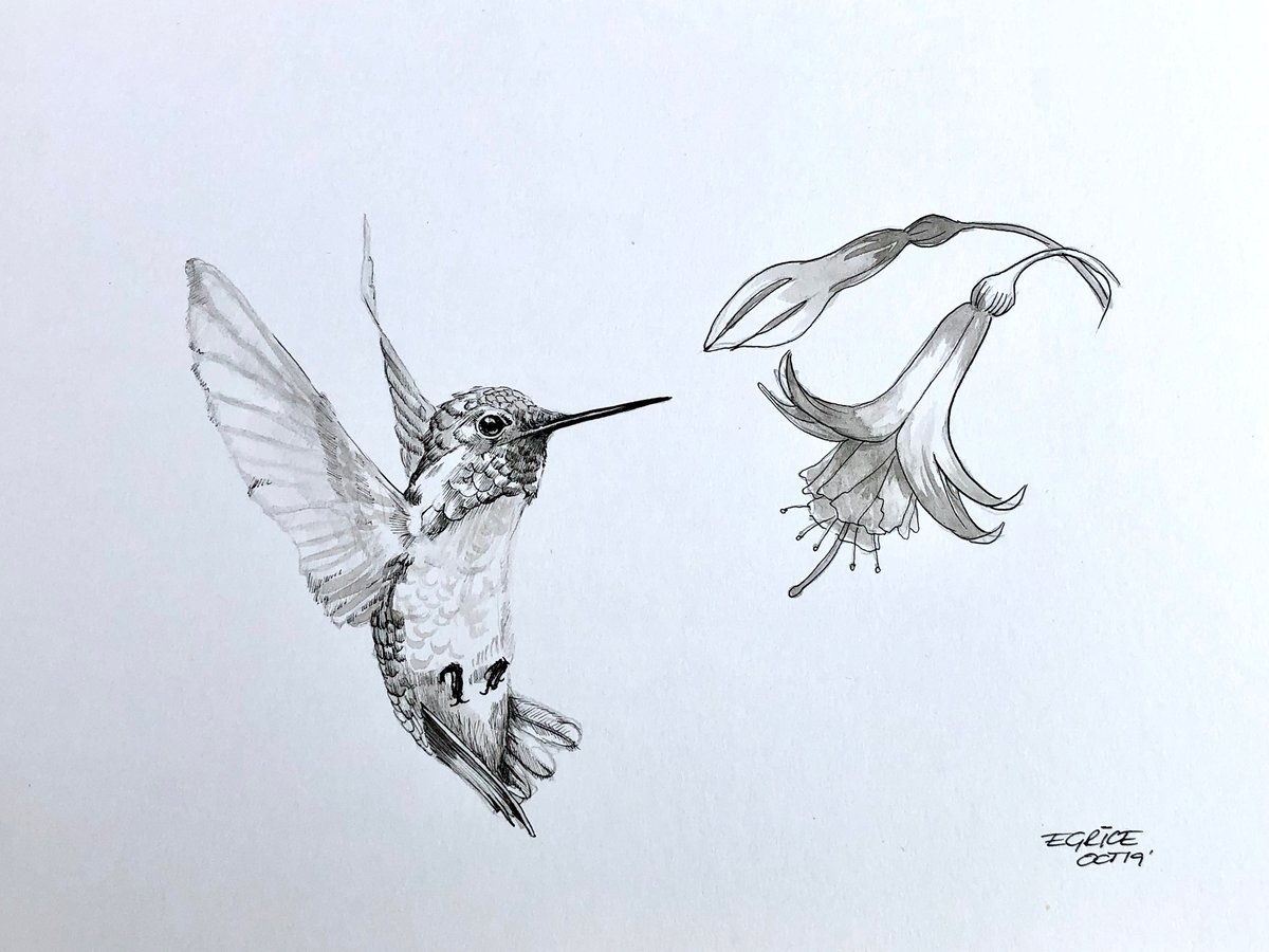 Hummingbird | Visual Artist Emma Grice