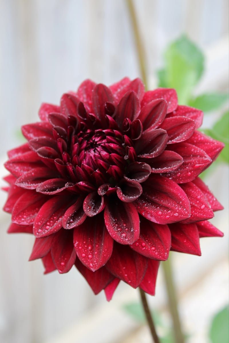 Ned Kelly | My Little Dahlia Patch