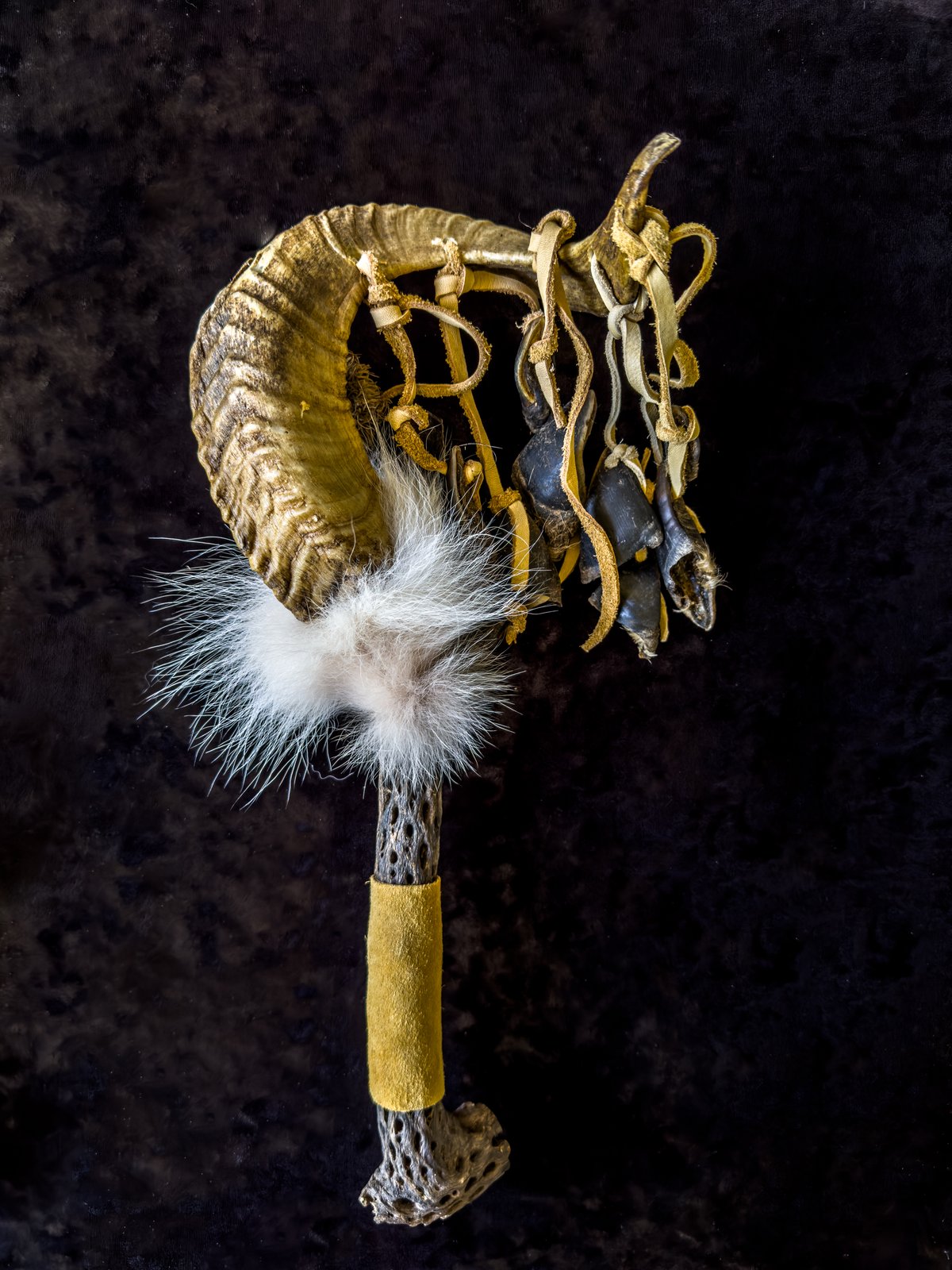 Shaman Cholla Cactus - Ritual Rattler | Madame Macabre’s House of ...