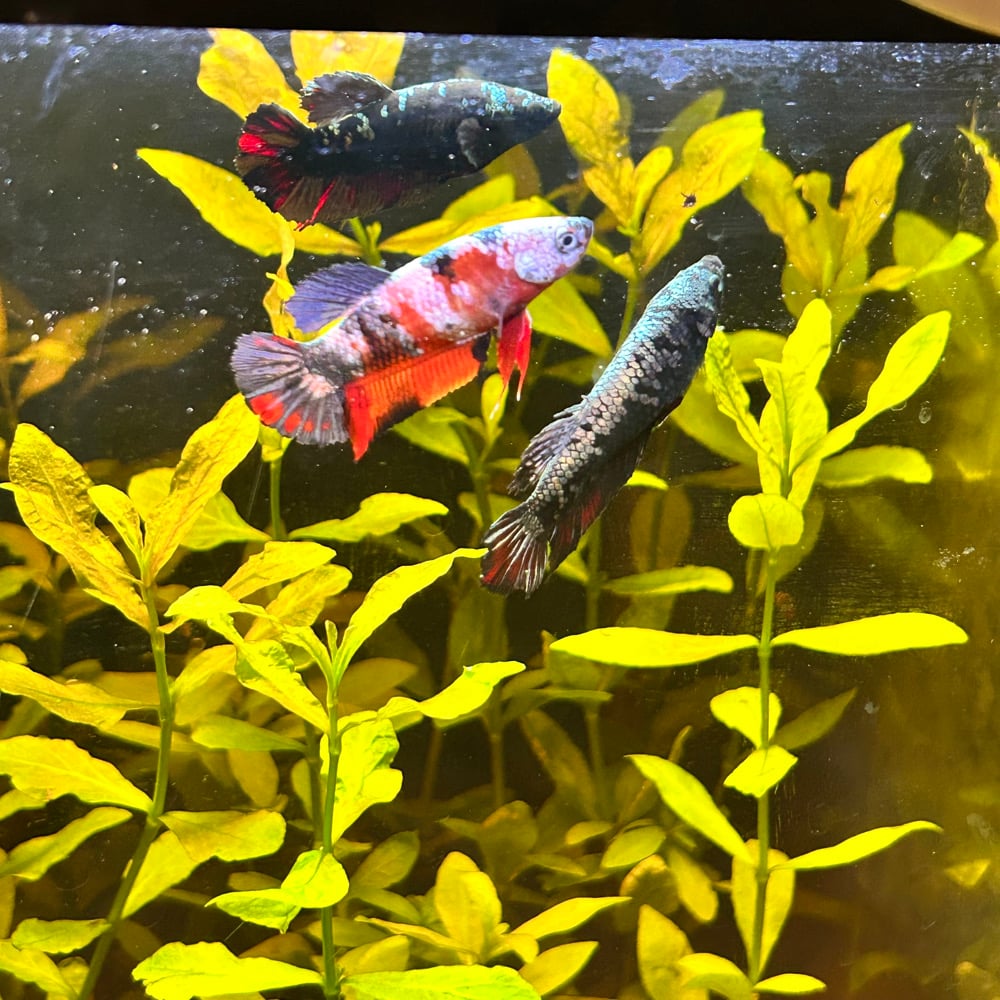 Betta Female Plakat | bettaoasis