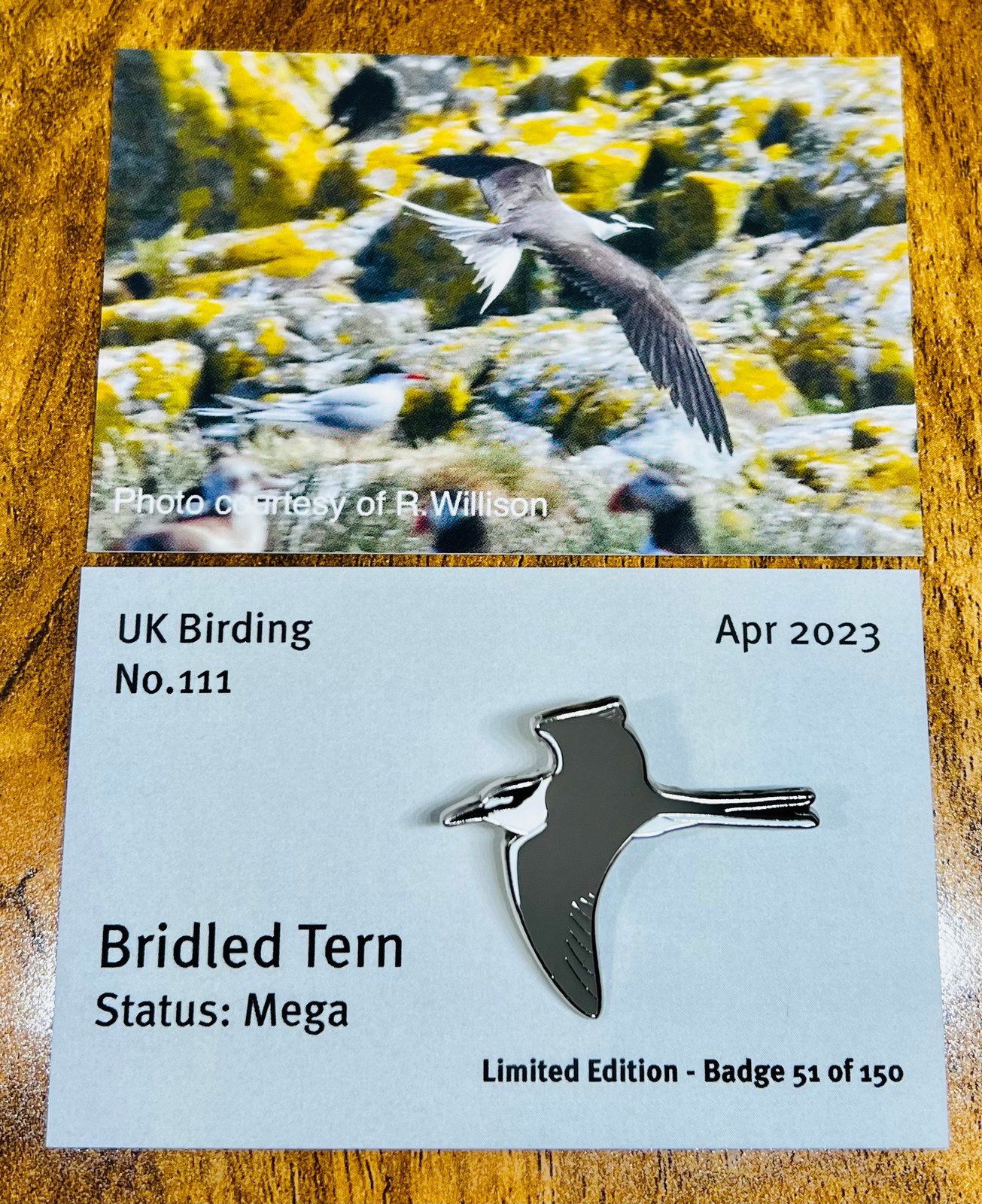 Bridled Tern - No.111 - UK Birding Pins - Enamel Pin Badge | UK Birding ...