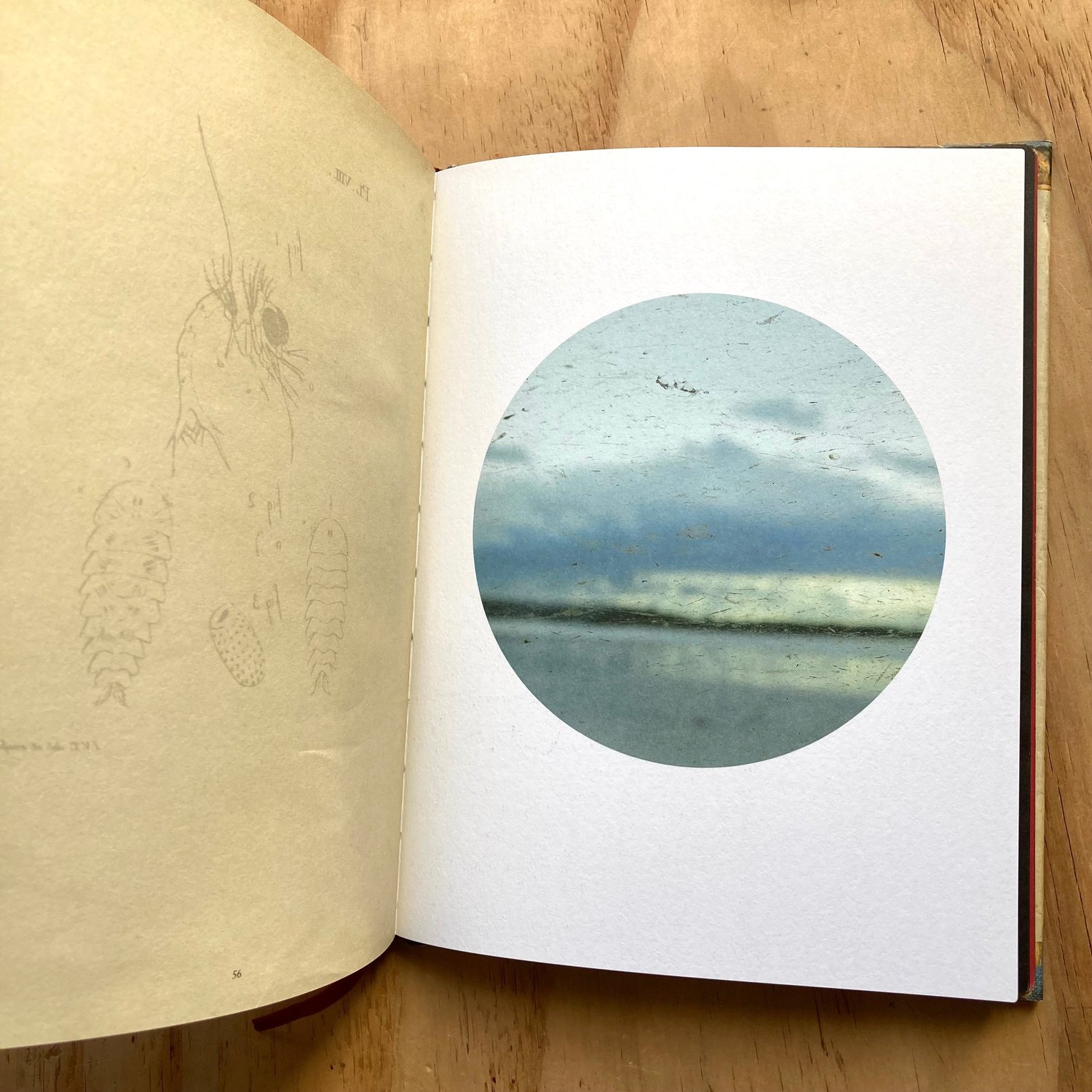 Mandy Barker - Beyond Drifting | Photobook Junkies