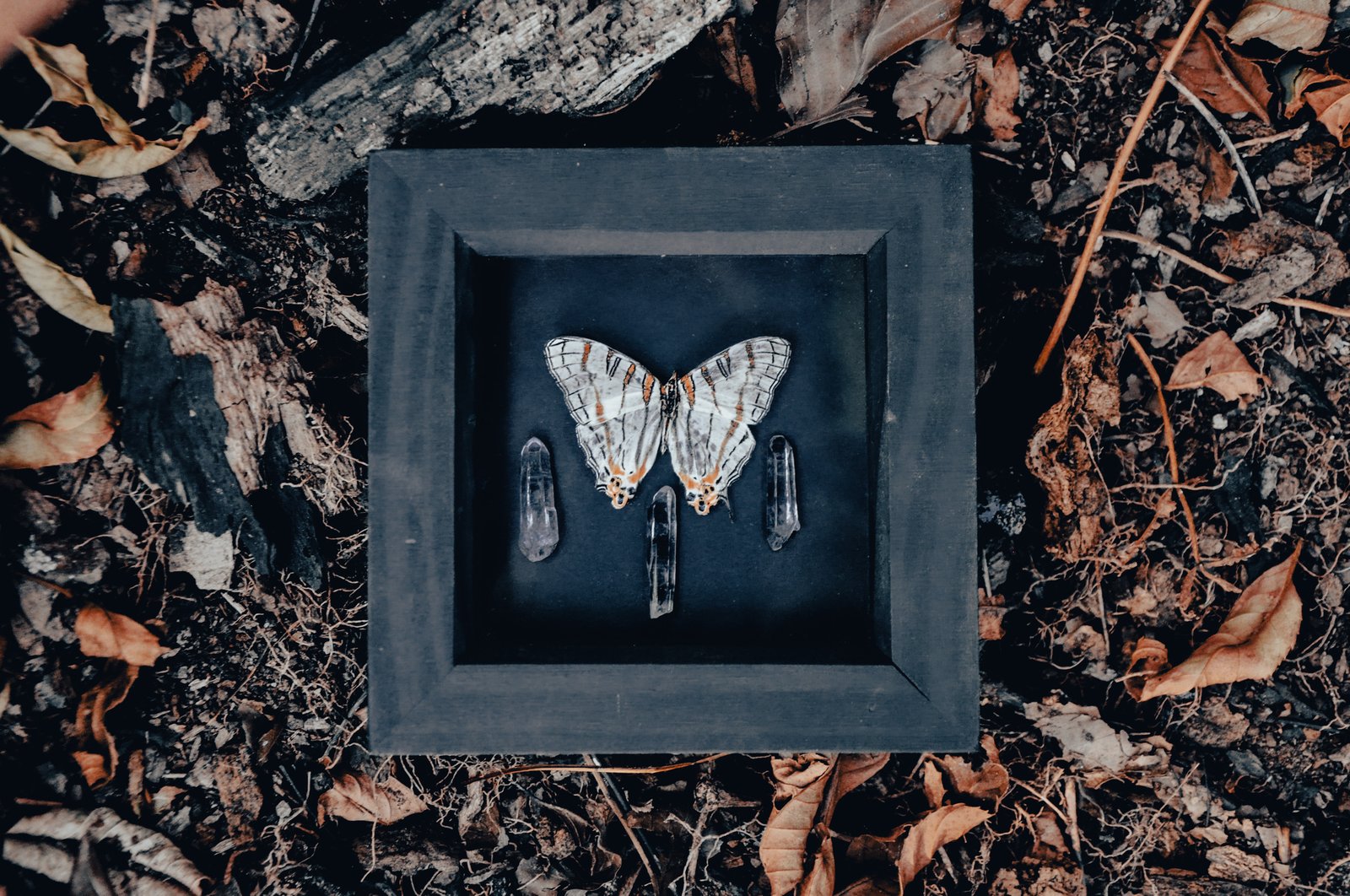 African Map Butterfly (Cyrestis Camillus) | Orochi Ink