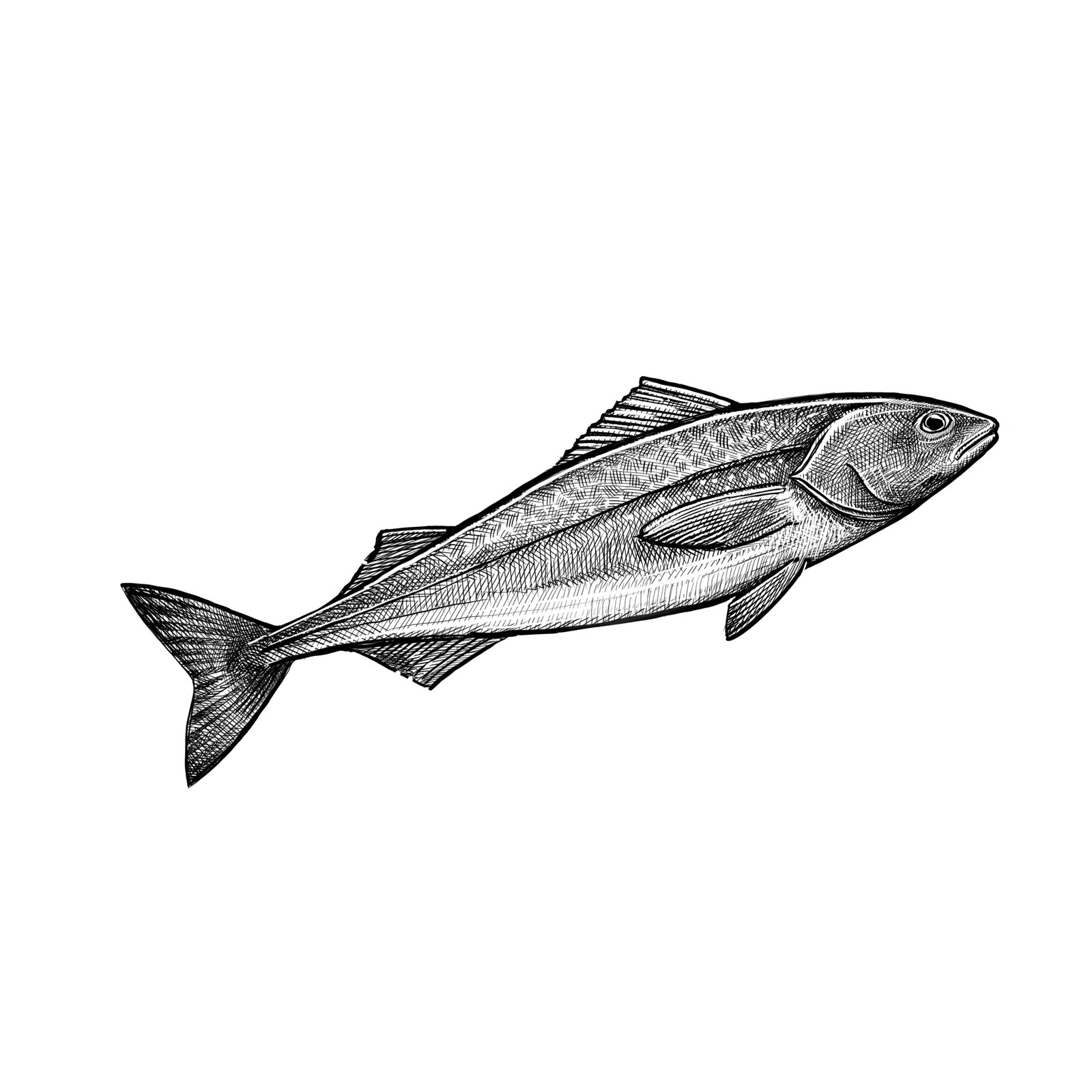 Black Cod Black and White 8" X 8" | The Scow