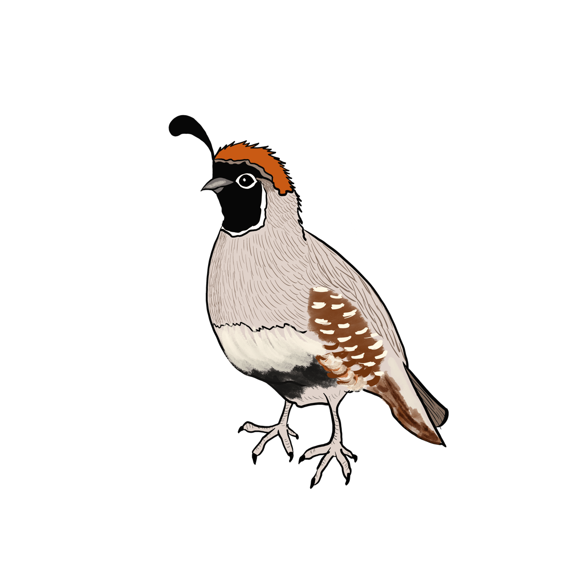 Quail Print | Warm Shape
