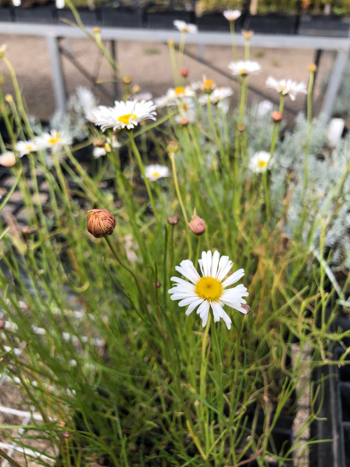 Brachyscome paludicola - Swamp Daisy | Reforest Bush Nursery