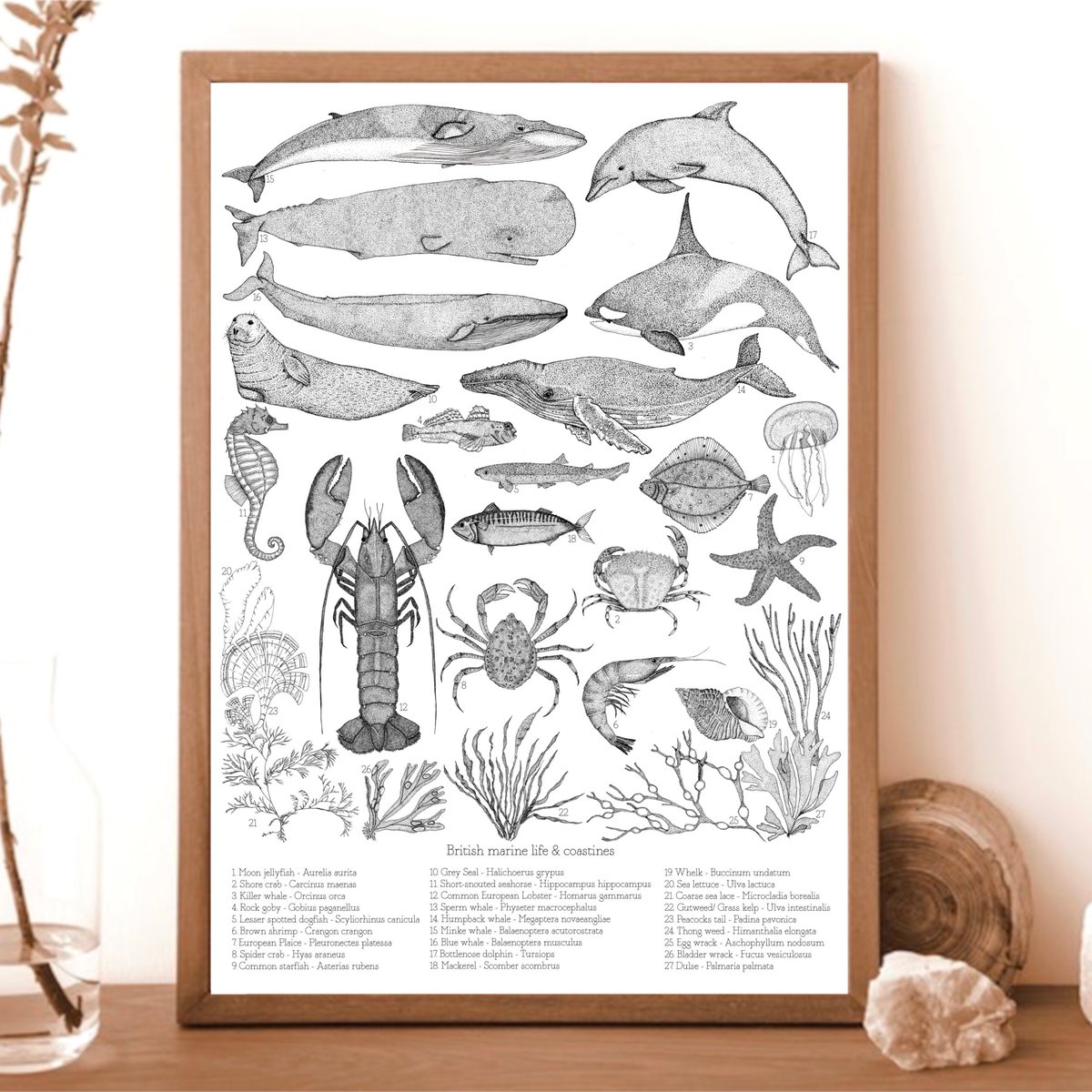 British Marine Life Print | Molly Pickle Design