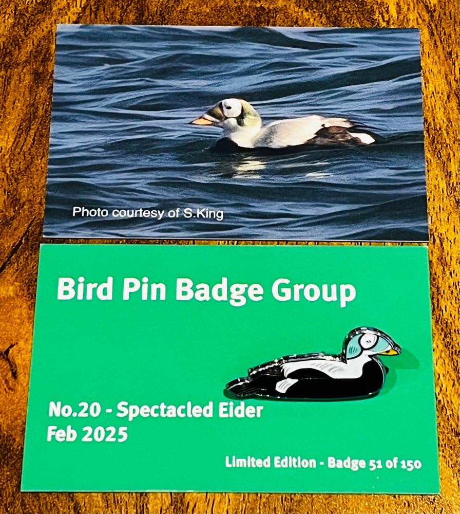 Spectacled Eider - No.20 - Bird Pin Group Series | UK Birding Pins
