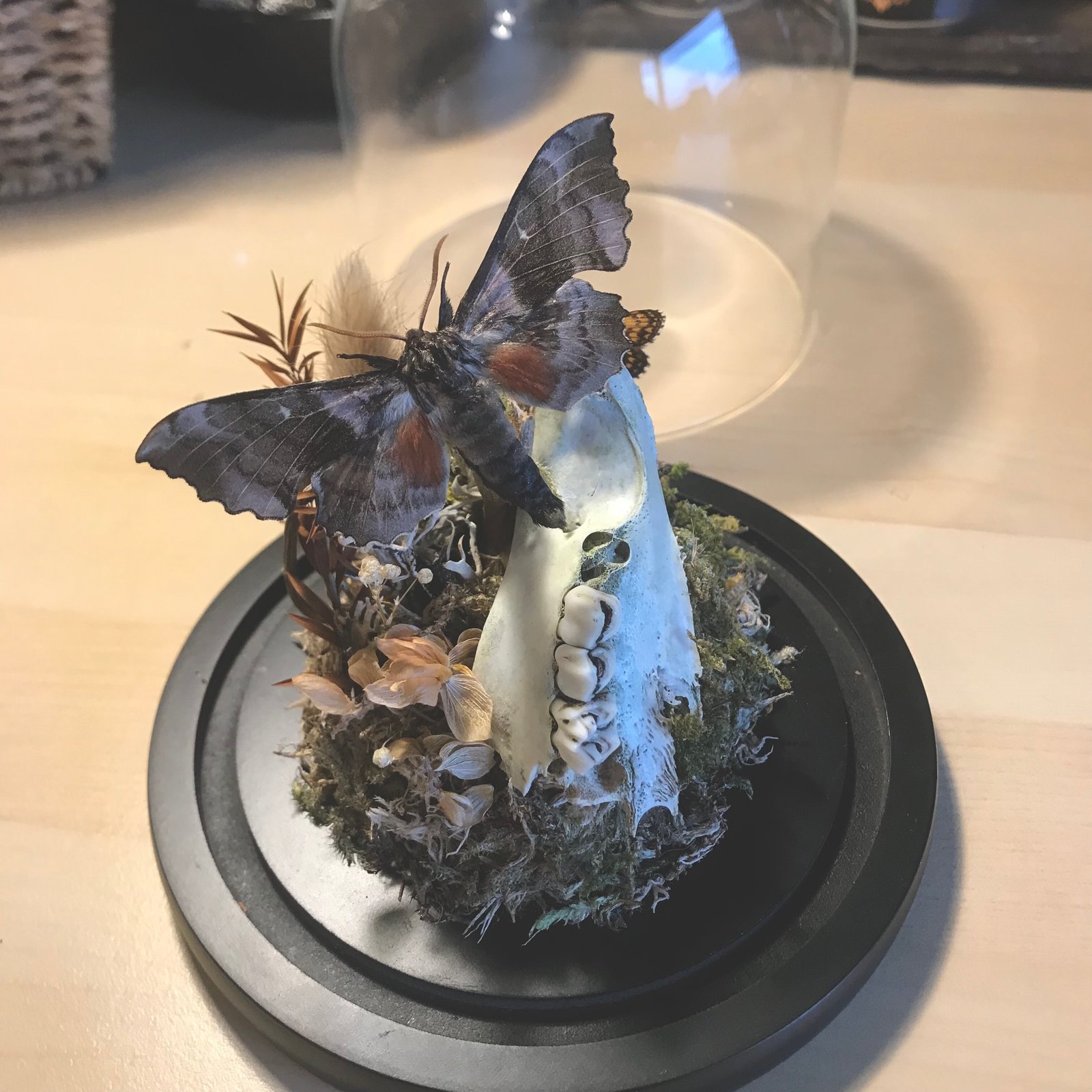 British Wildlife Inspired Curiosity Dome Hawk Moth / The Maiden Mother ...