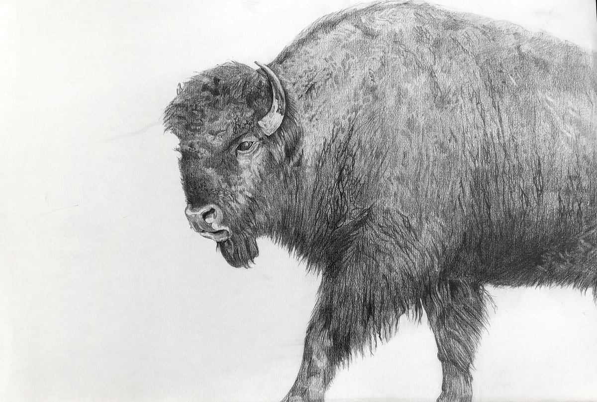 Bison | Visual Artist Emma Grice