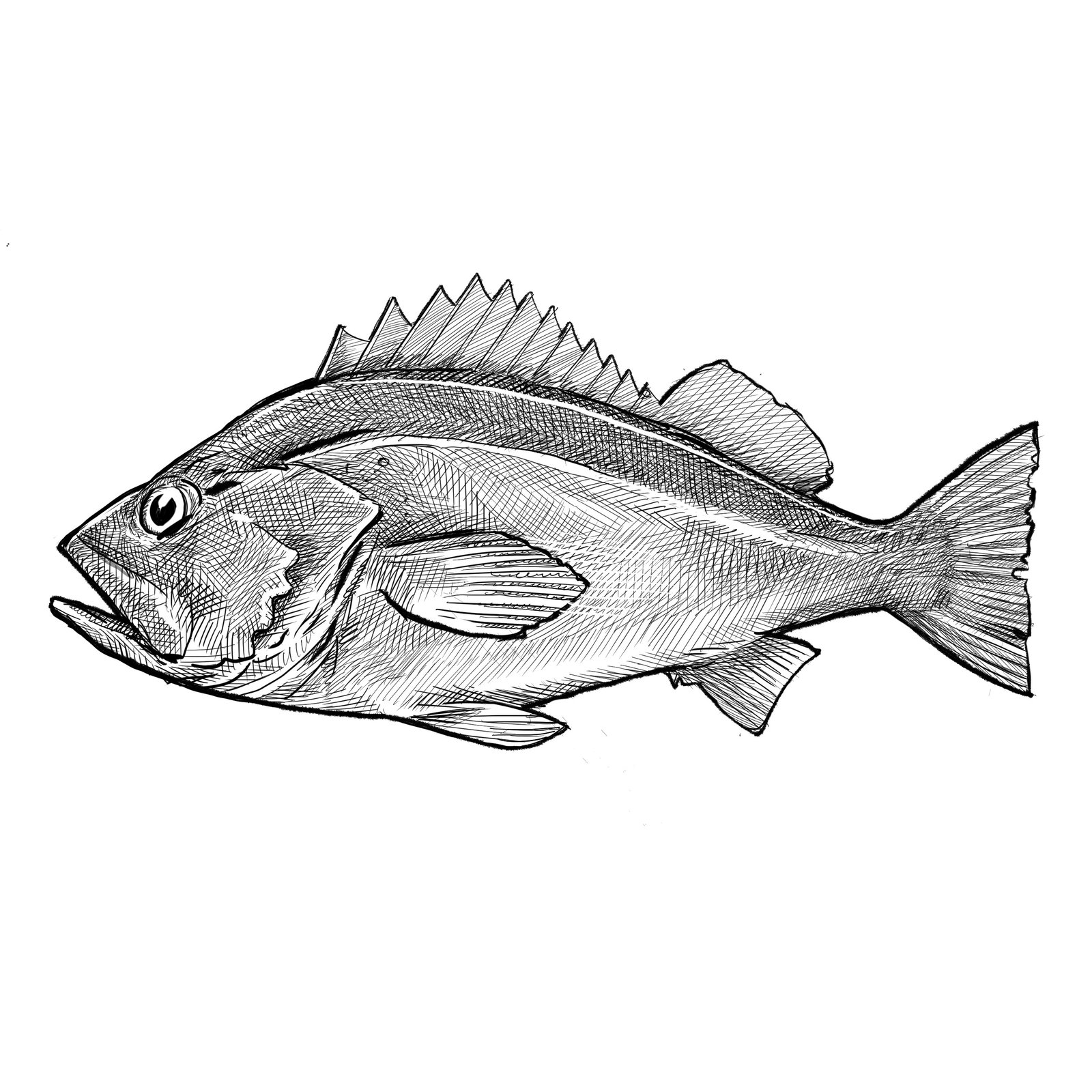 Widow rockfish black-and-white 8" x 8" | The Scow