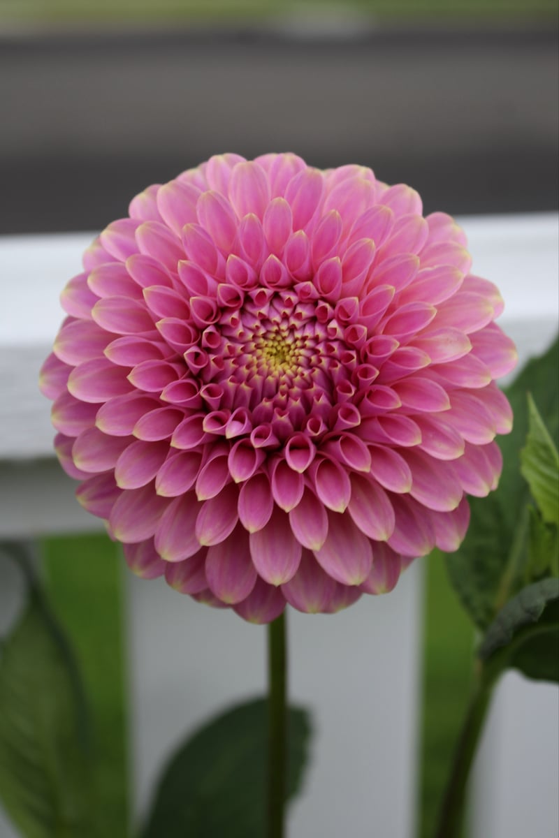 Florelie Oracle | My Little Dahlia Patch