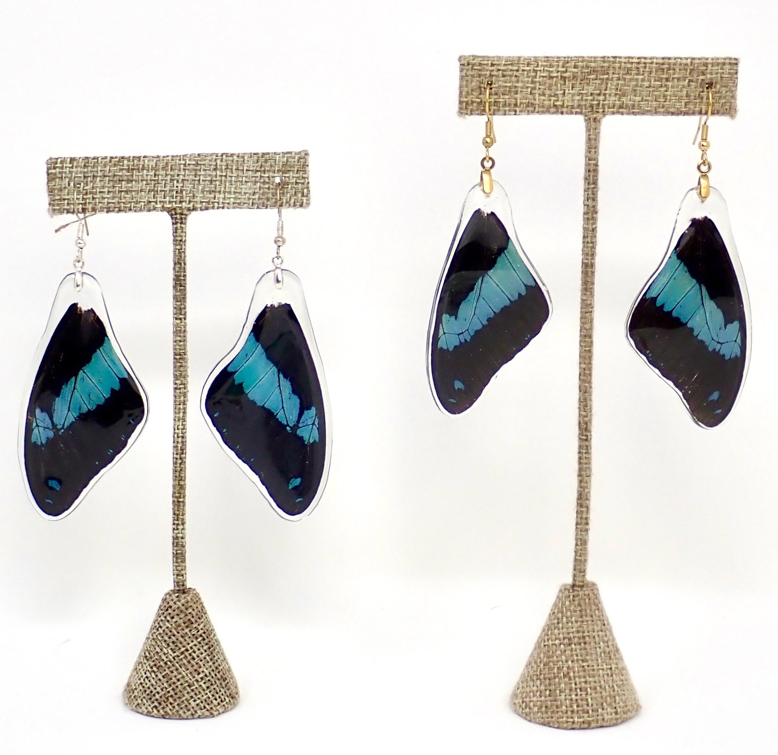 Broadly Green-Banded Swallowtail Forewings | Stacy Lee Gallery