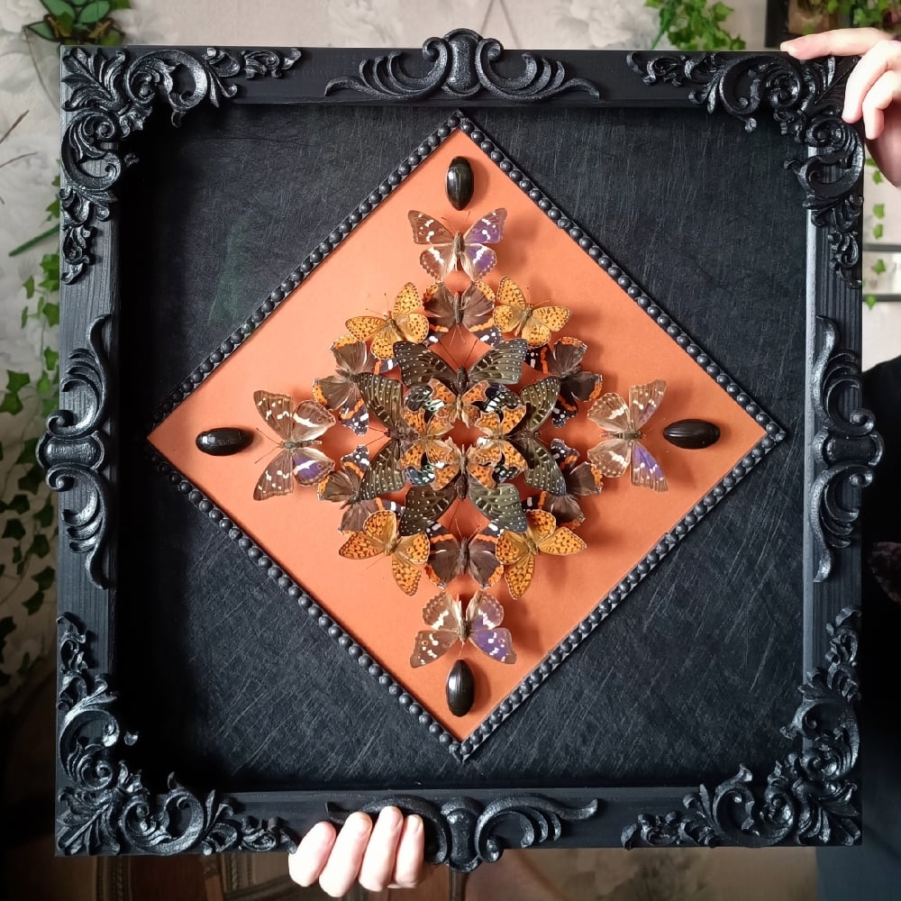 Obsidian Sun | Tarantulabox