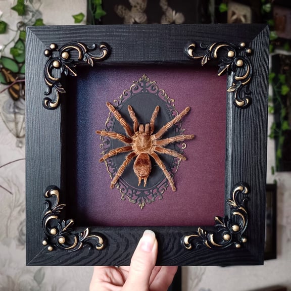 Spiders | Tarantulabox