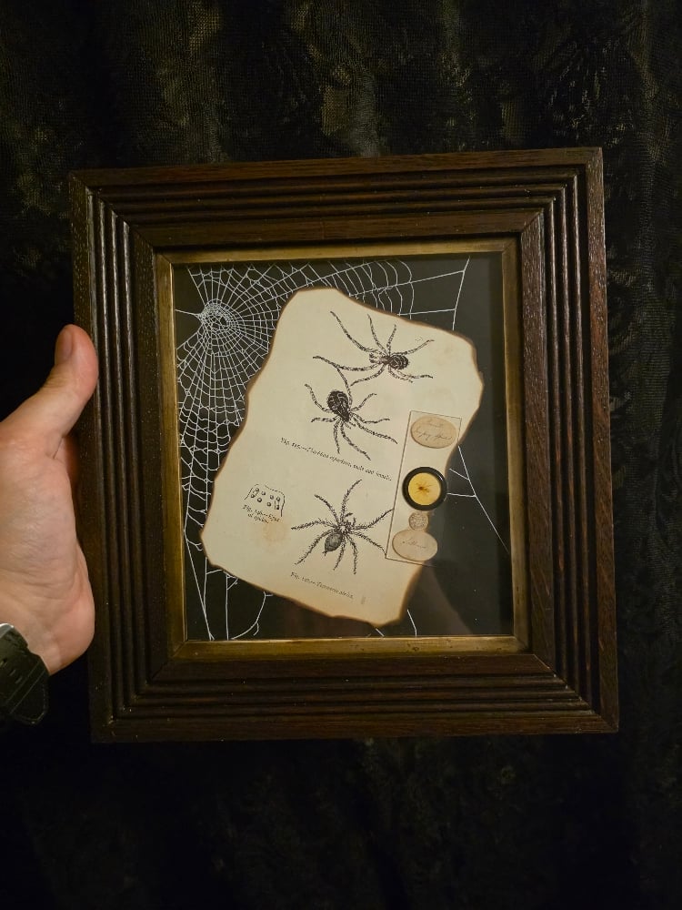 Antique Microscopic slide Spider - with preserved web | The Voodoo Doctor