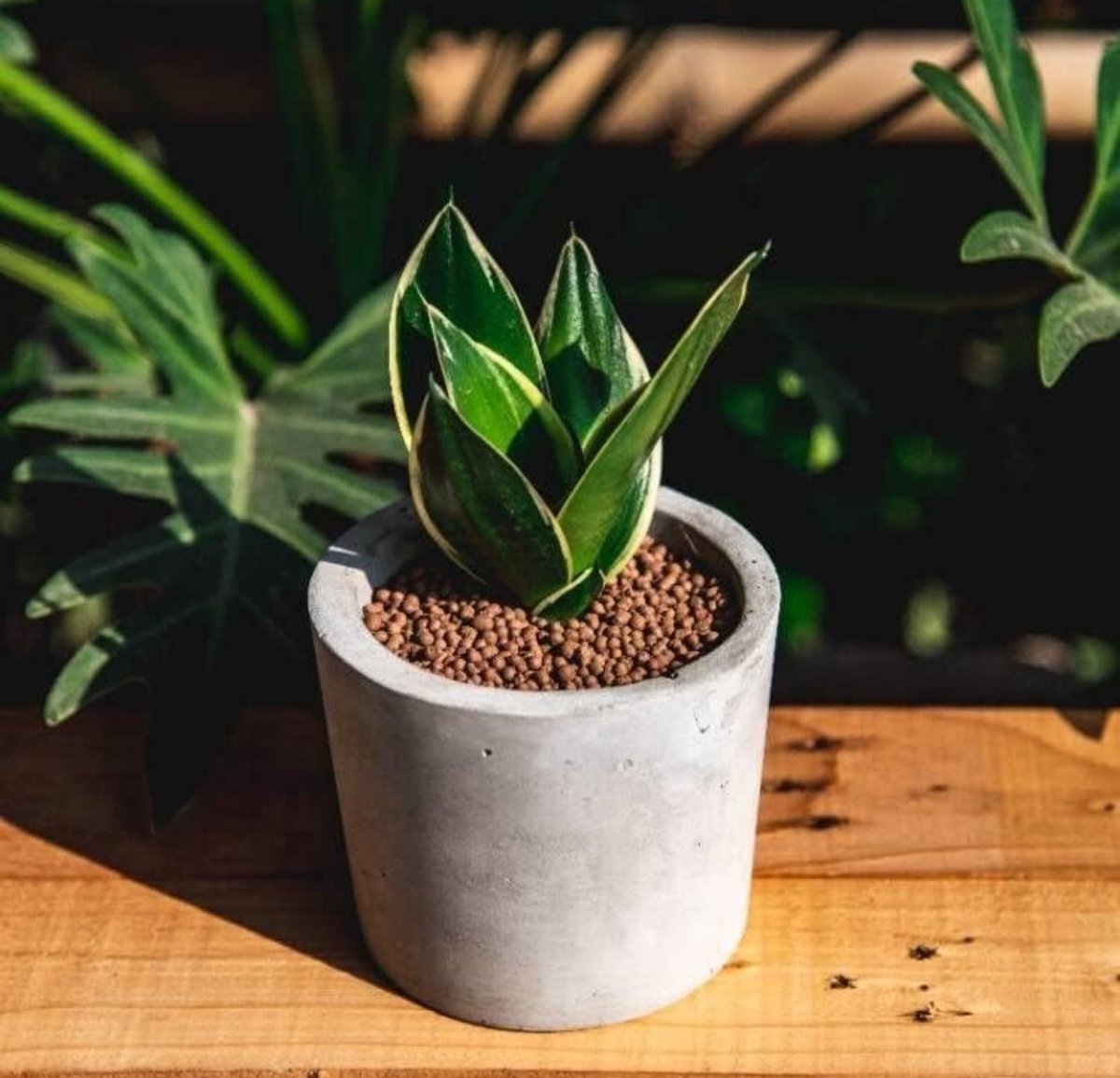 Shrub Hub | Concrete Empire