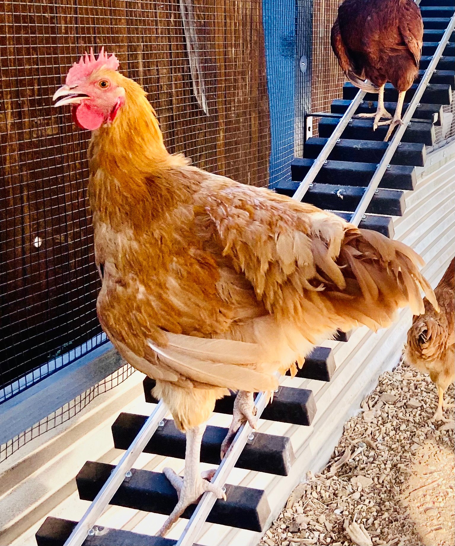 Chicken Tracks