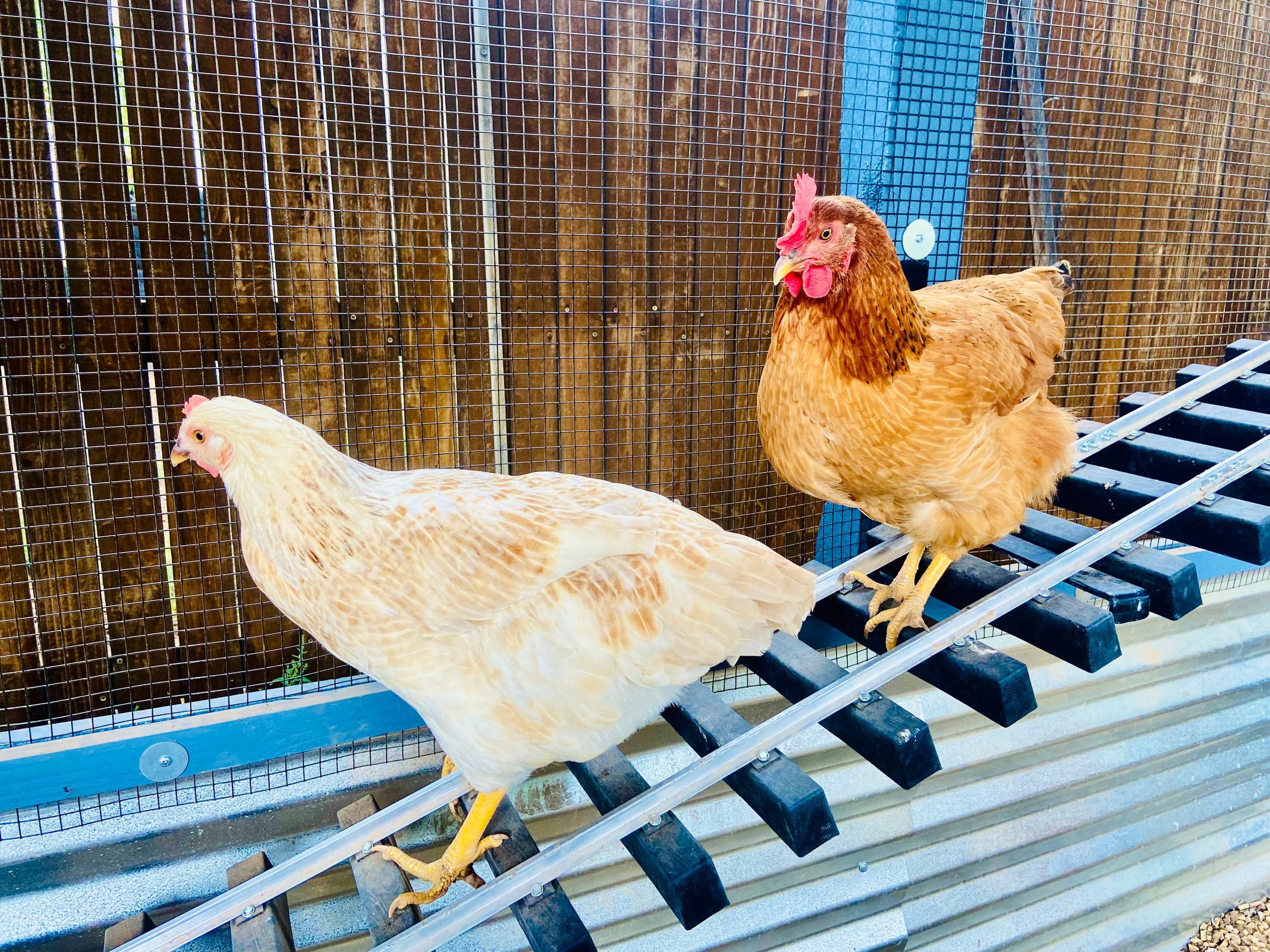 Chicken Tracks