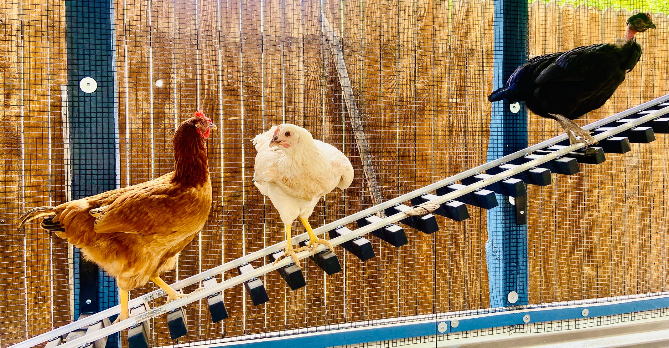 Chicken Tracks