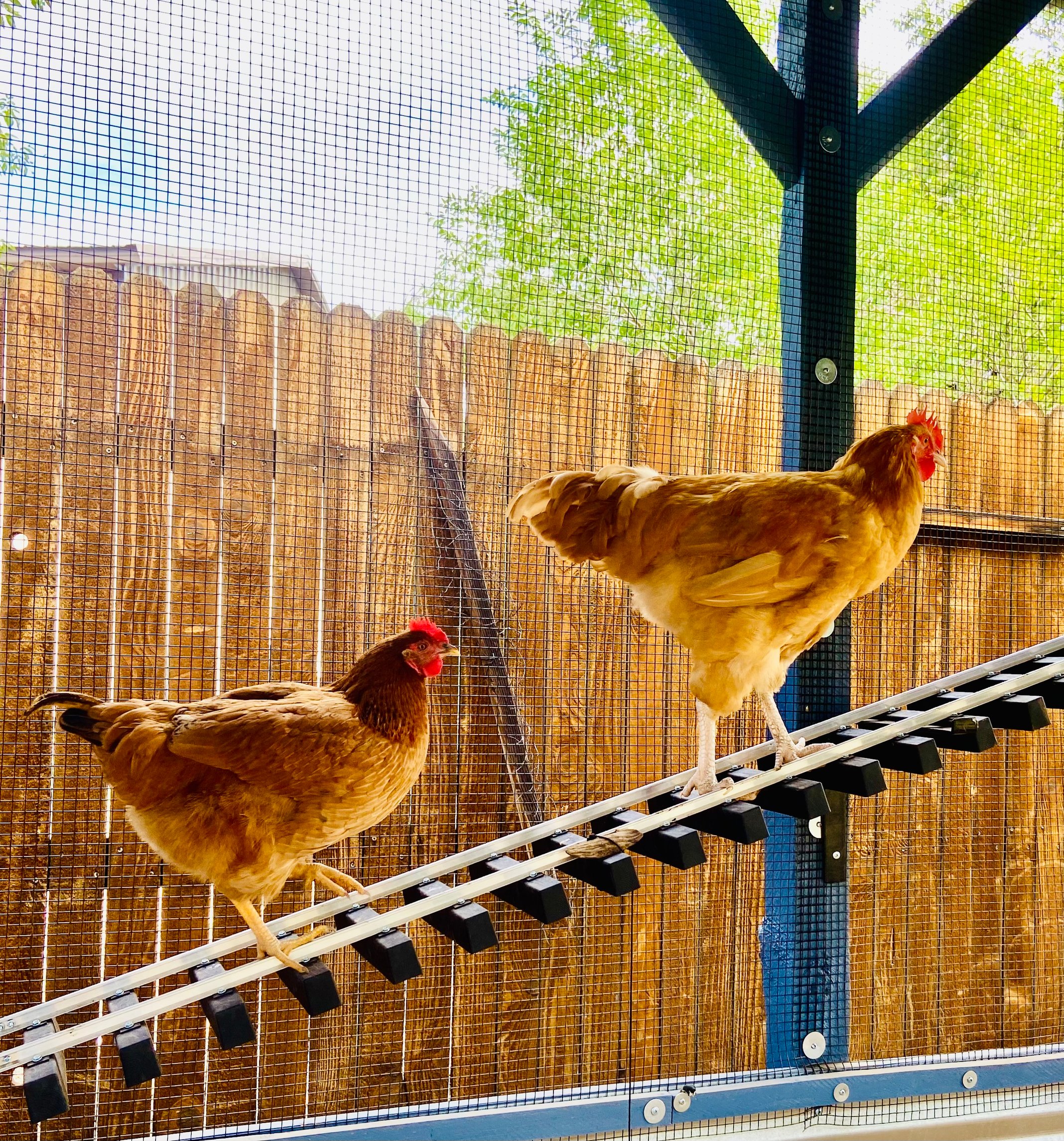 Chicken Tracks